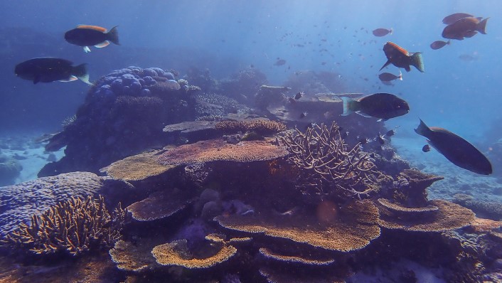 Great Barrier Reef fish evidence suggests shifts in major global biodiversity patterns | AIMS